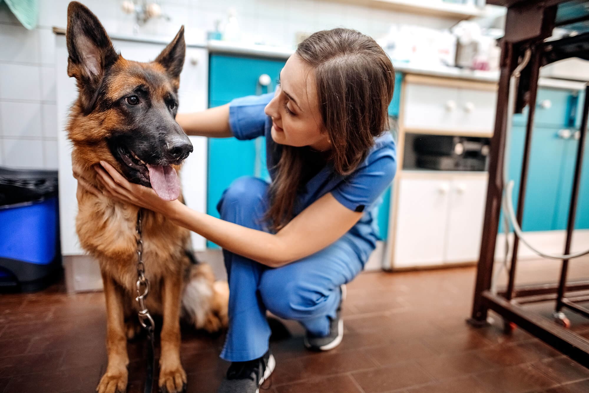 Cat and Dog Vaccinations in Greenville, SC | Partners Animal Hospital ...